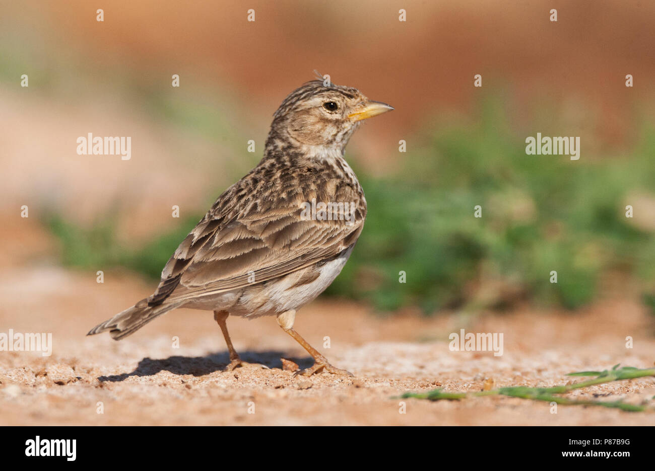Lesser Short-toed Lark (Calandrella rufescens apetzii) in Spanish ...