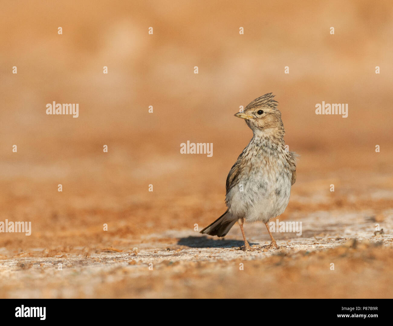 Adult Lesser Short-toed Lark (Calandrella rufescens apetzii) standing ...
