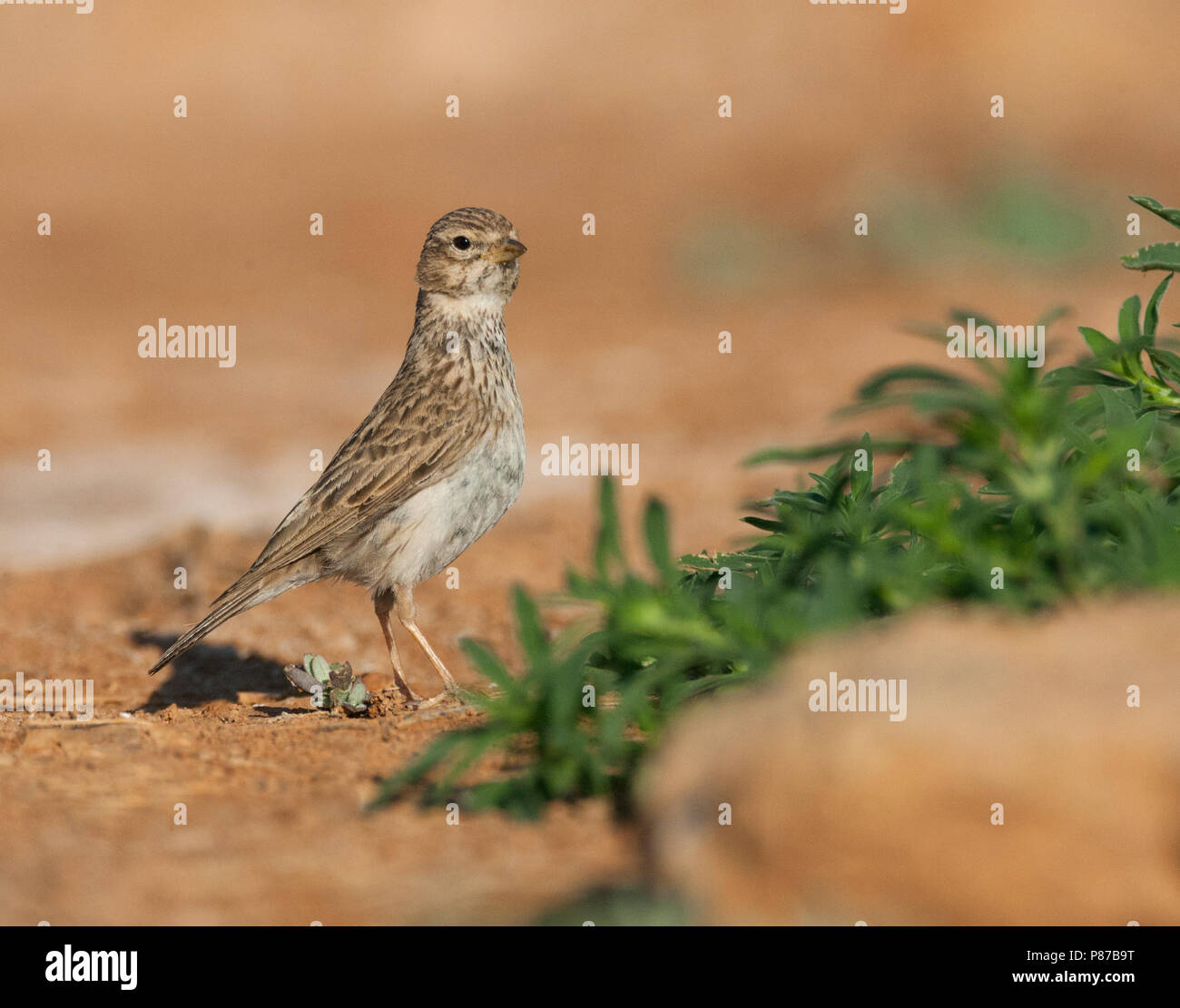 Alaudala rufescens apetzii hi-res stock photography and images - Alamy