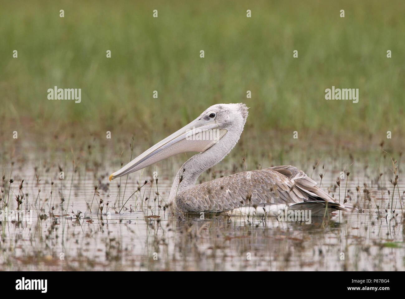 Pelícano rosado hi-res stock photography and images - Alamy