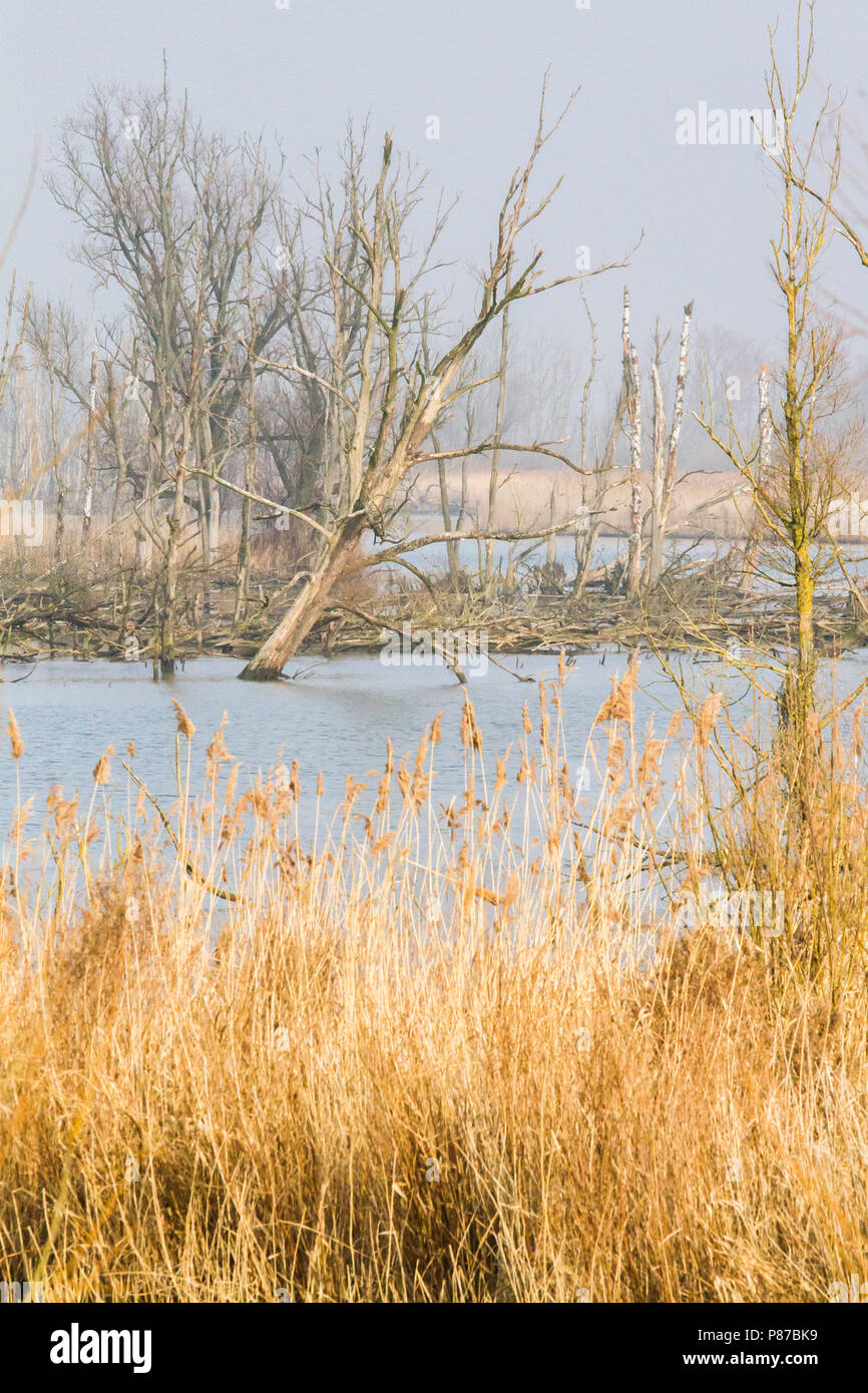 Biesbosch landschap hi-res stock photography and images - Alamy