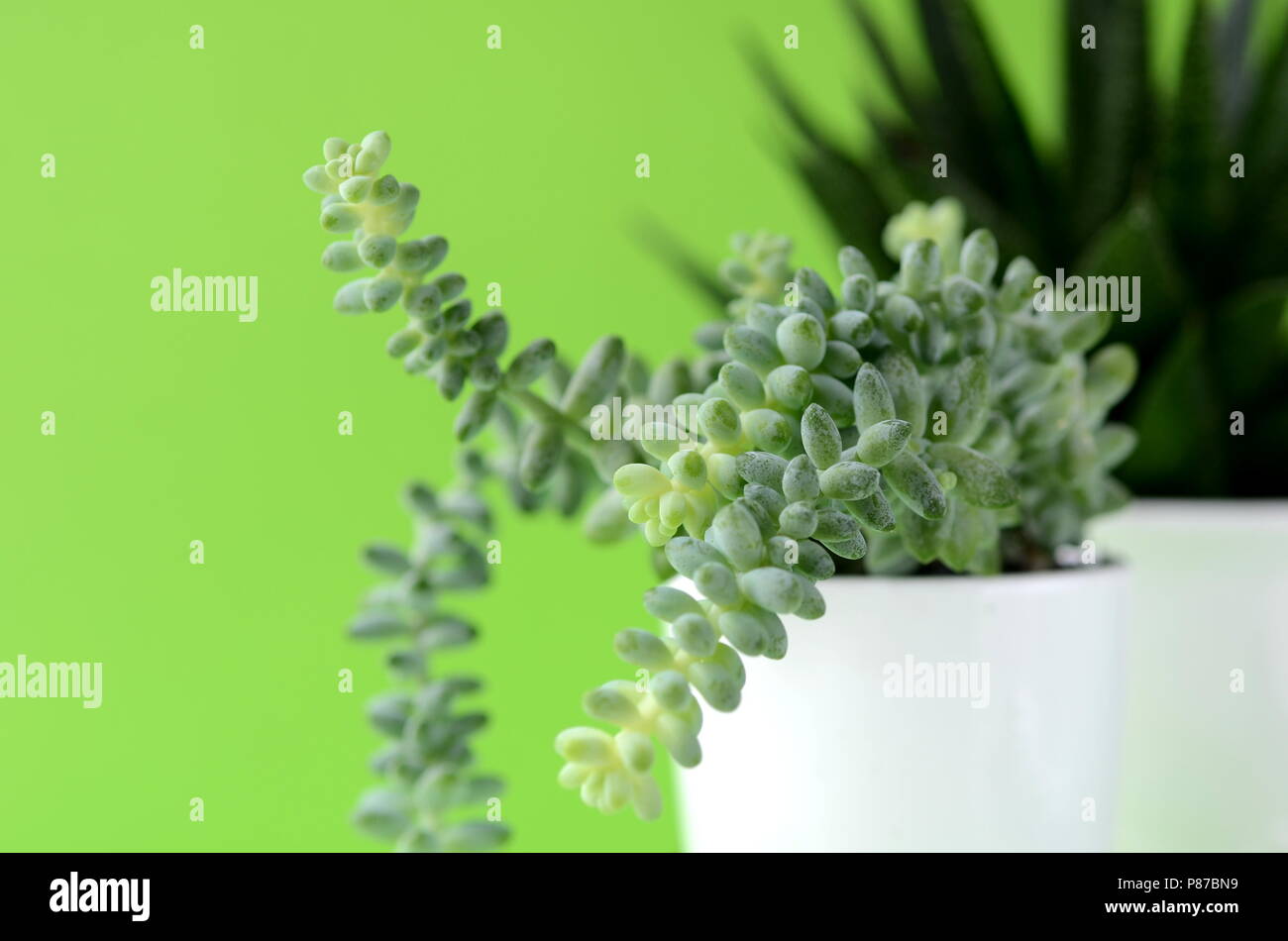 Staging with cactus hi-res stock photography and images - Alamy