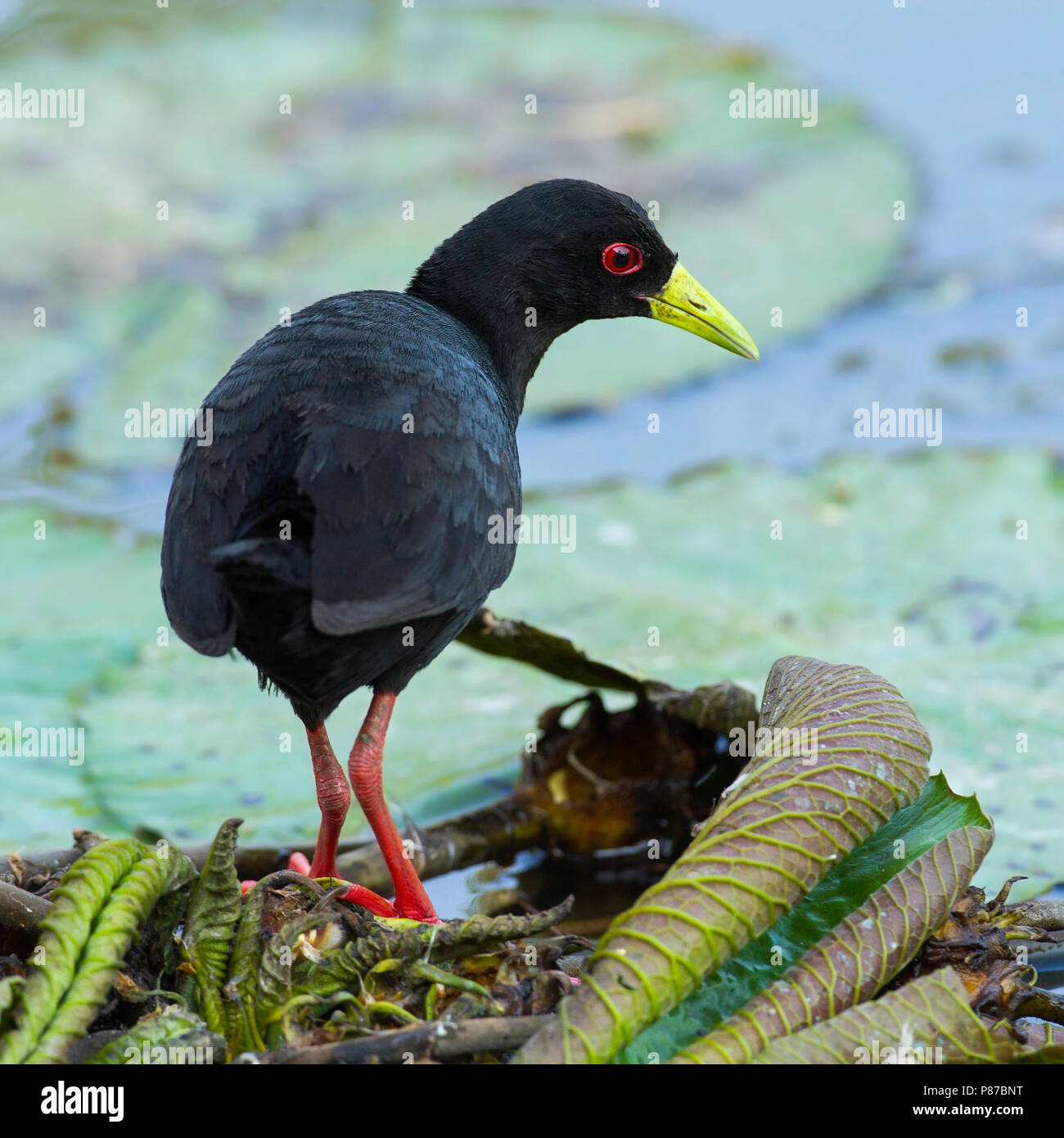 Black Crake (Zapornia flavirostra Stock Photo - Alamy