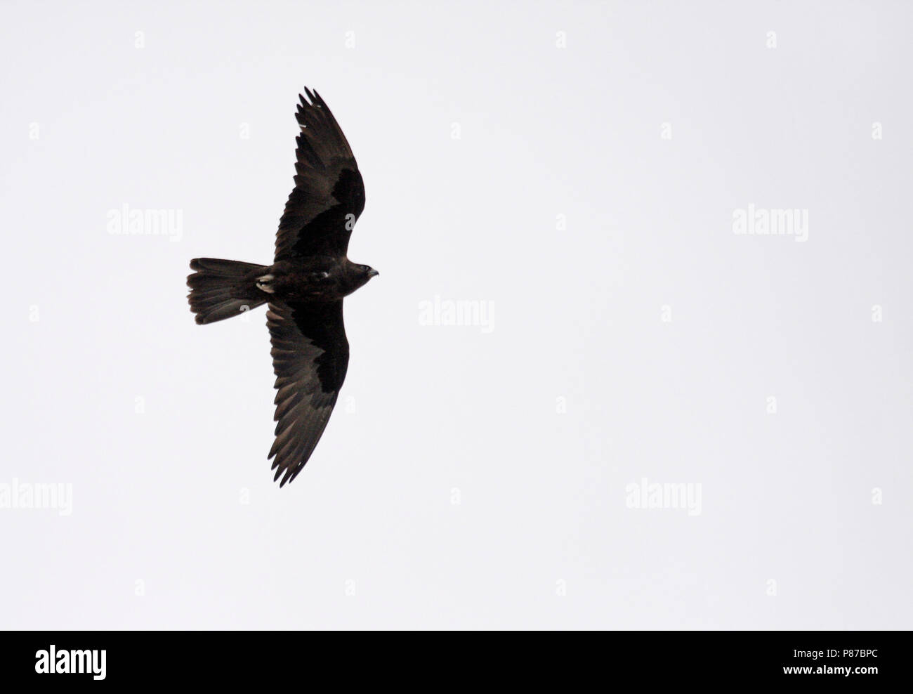 Black falcon hi-res stock photography and images - Alamy
