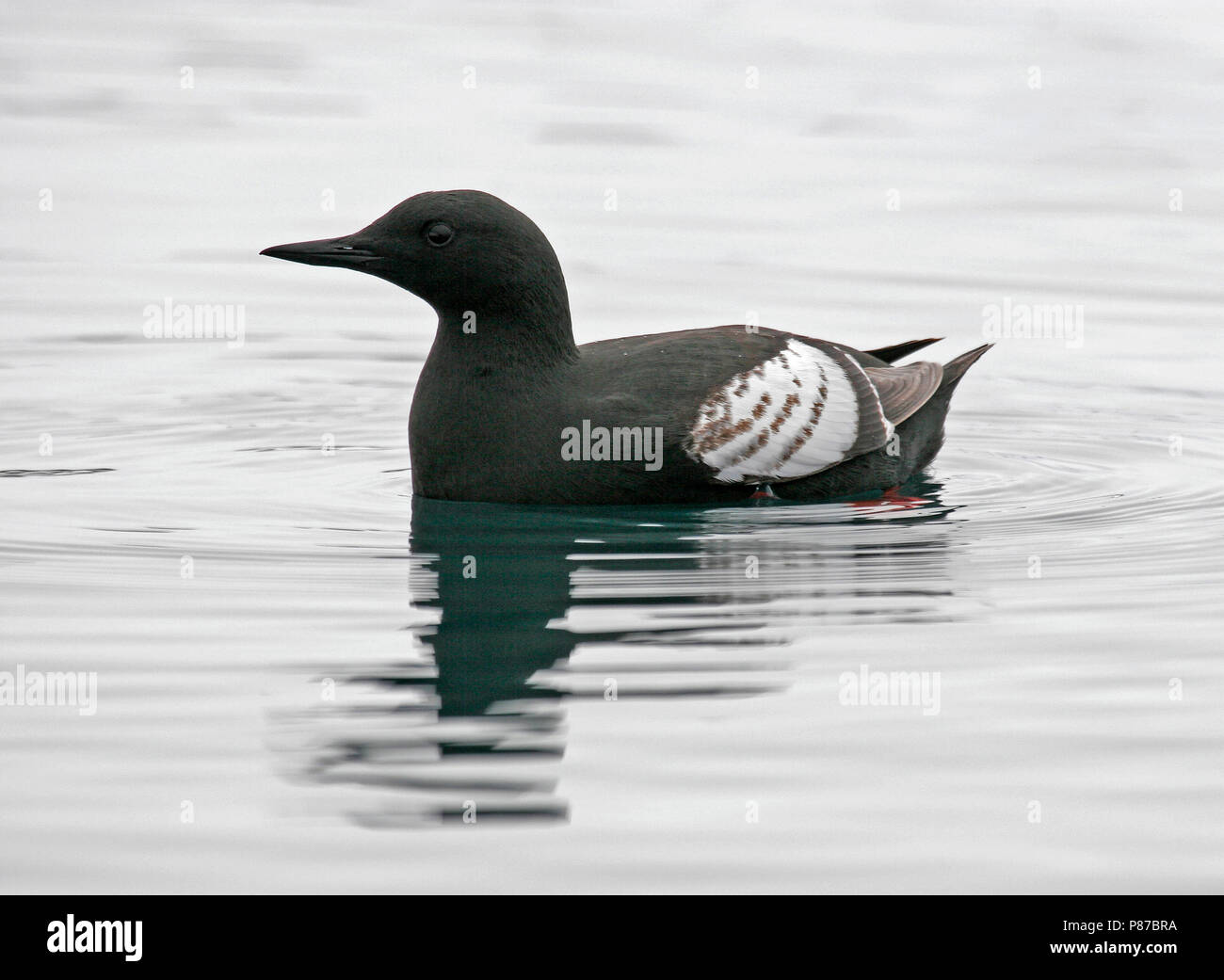 Black Guillemot (Cepphus grylle) during artctic summer in Svalbard ...