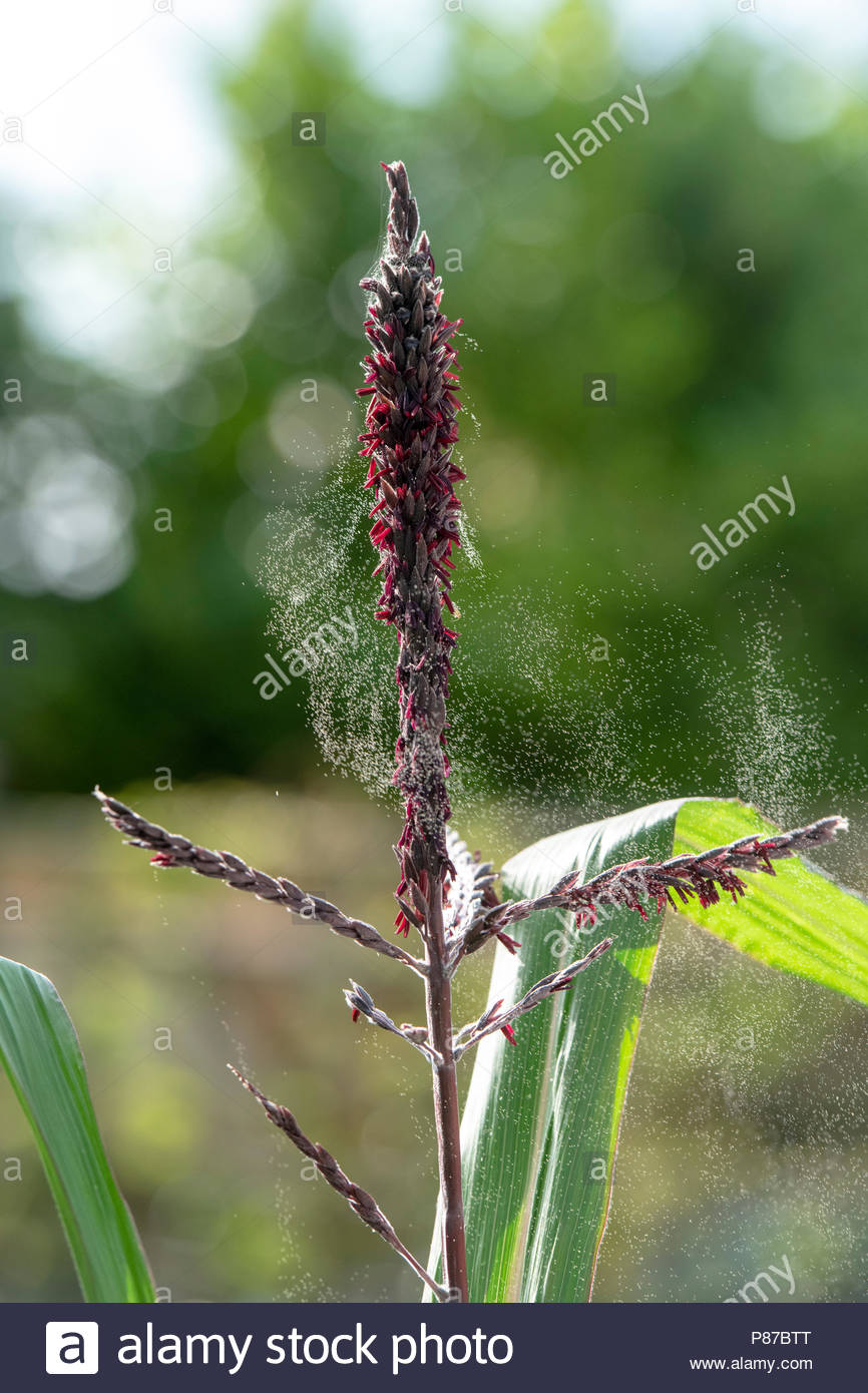 Corn Pollination Stock Photos & Corn Pollination Stock Images - Alamy