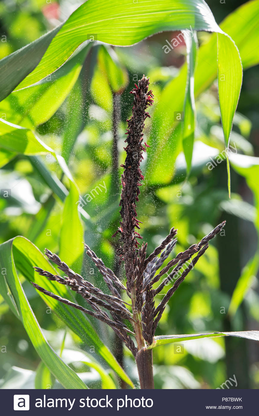 Corn Pollination Stock Photos & Corn Pollination Stock Images - Alamy