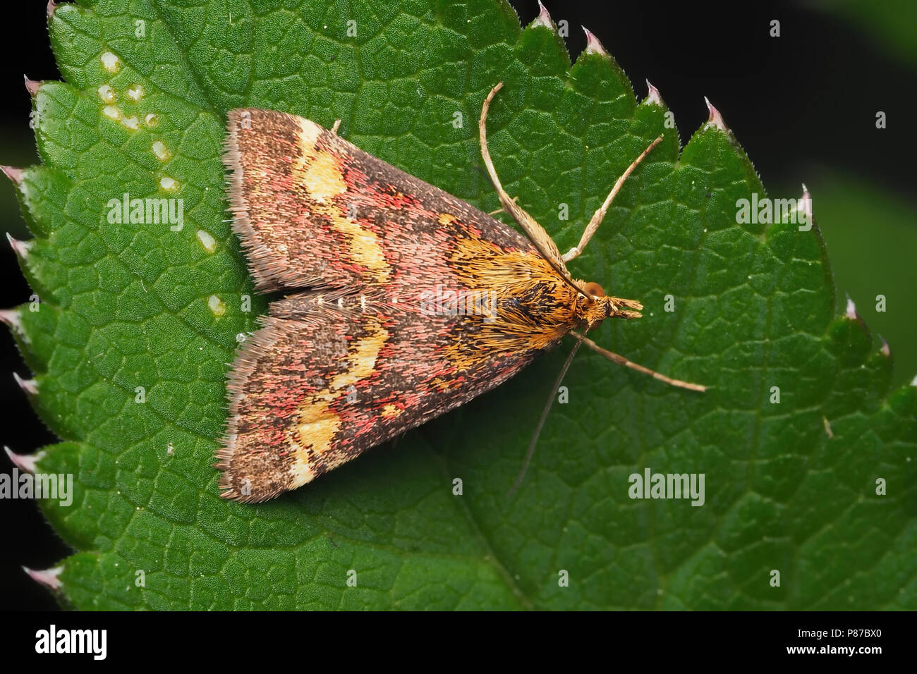 Mint Moth (Pyrausta sp.) dorsal view of specimen on leaf. Tipperary ...