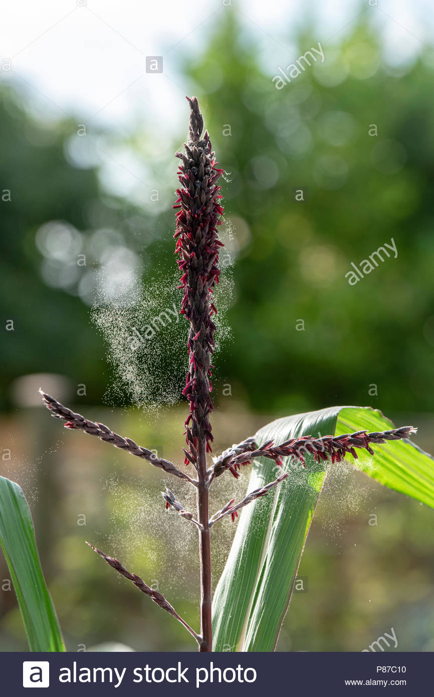 Corn Pollination Stock Photos & Corn Pollination Stock Images - Alamy