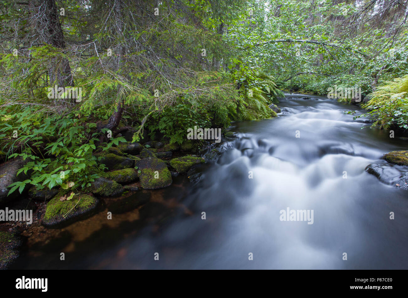 River Pyhäjoki in Pallas-Yllästunturi National Park, Muonio, Lapland ...