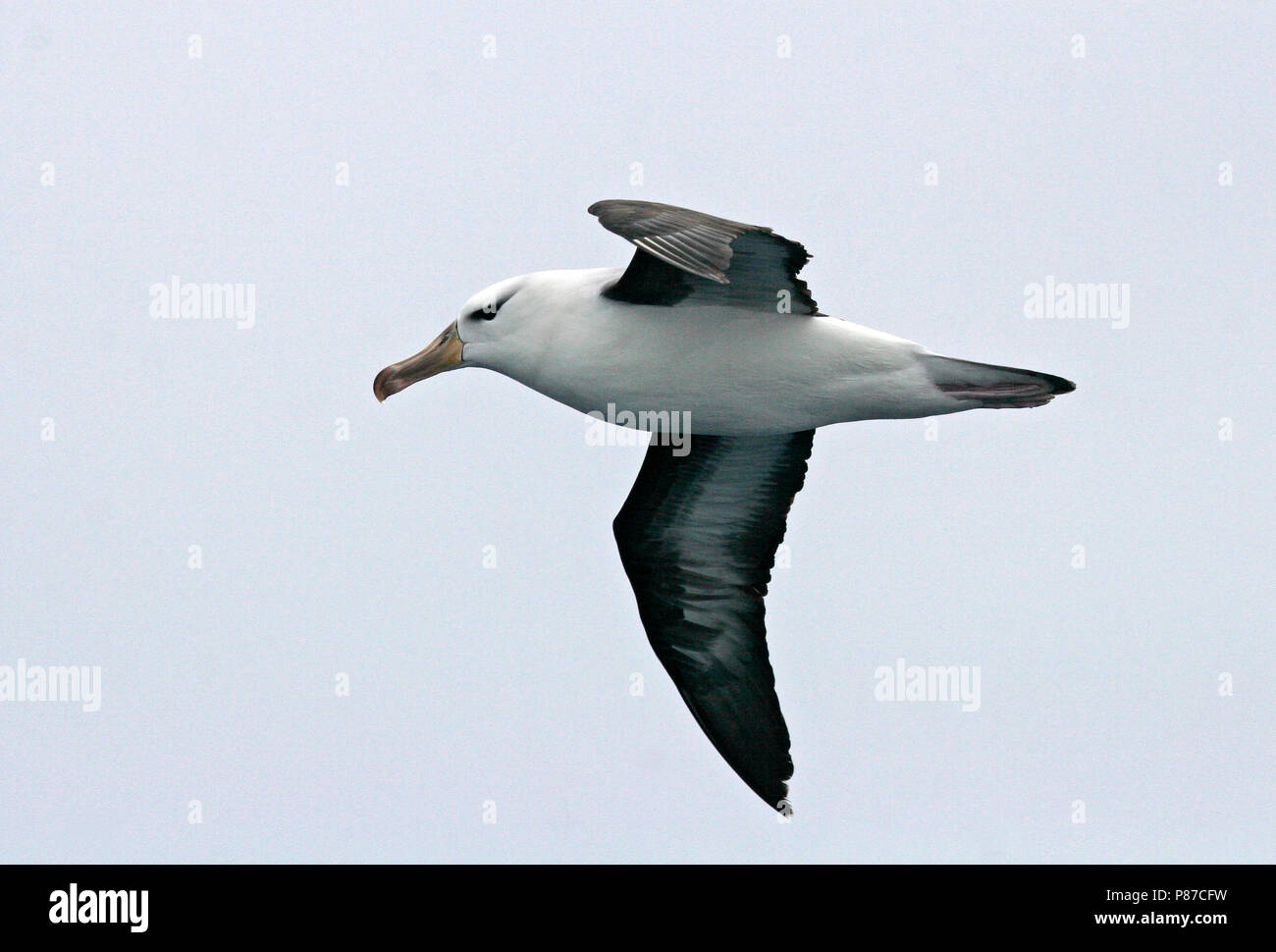 Black-browed Albatross (Thalassarche melanophrys) flying over the ocean ...