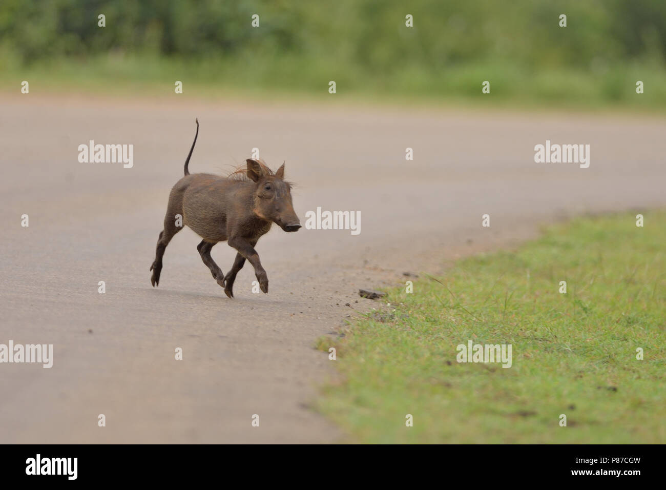 Warthog common warthog, wild pig African hog Stock Photo - Alamy