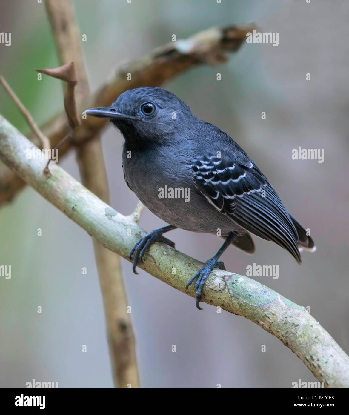 Black-chinned Antbird (Hypocnemoides melanopogon), a species of ...