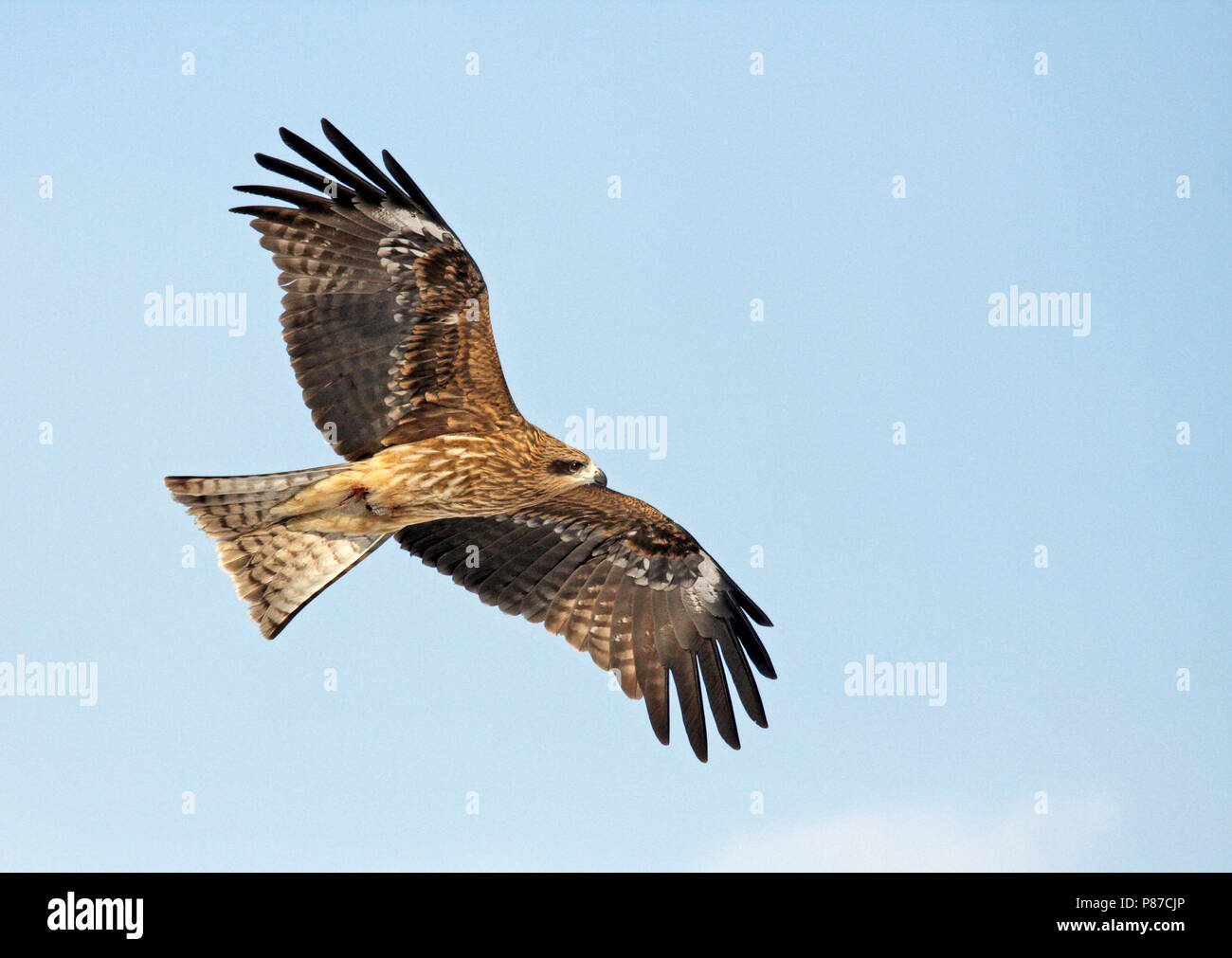 Black-eared Kite (Milvus lineatus) in flight against blue sky in Japan ...