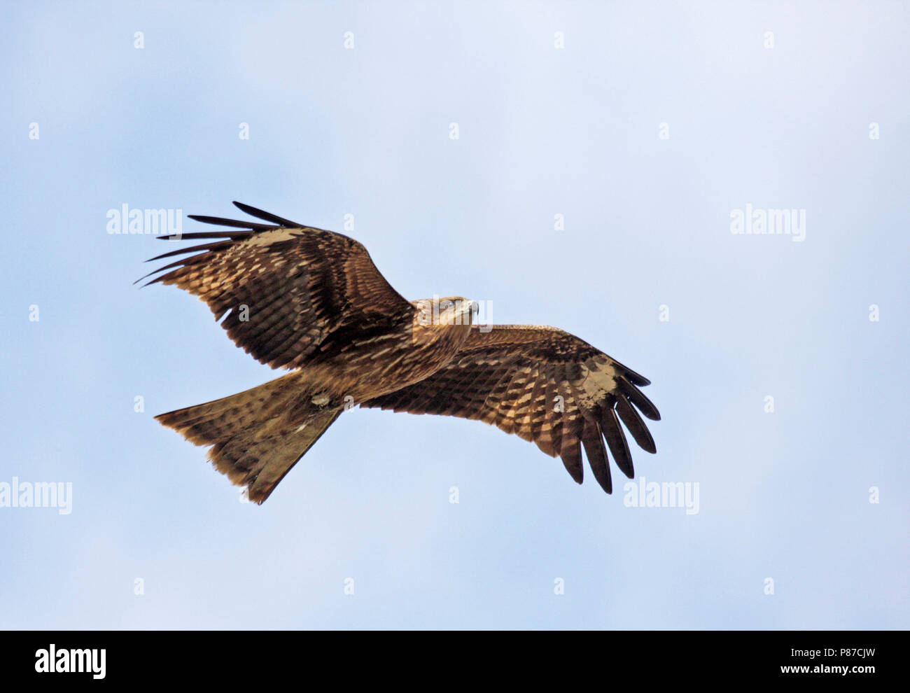 Black-eared Kite (Milvus lineatus) in flight against blue sky in Japan ...