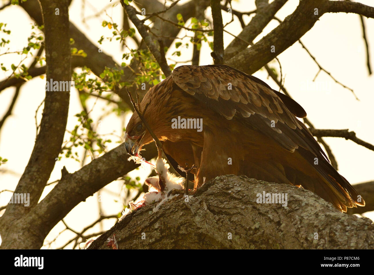 African tawny eagle hi-res stock photography and images - Alamy