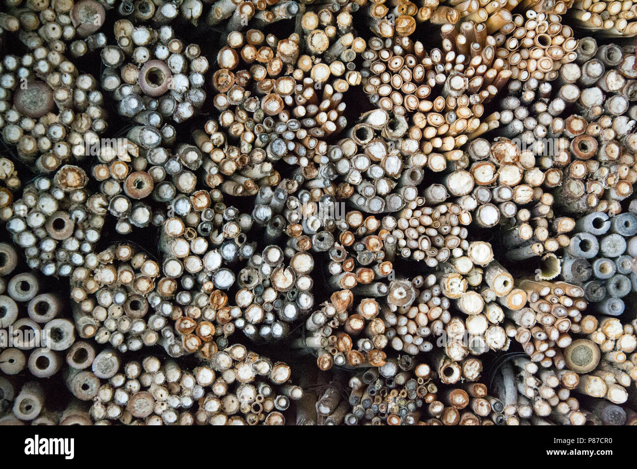 Wood sticks background; close-up / macro of wood sticks of varied color ...