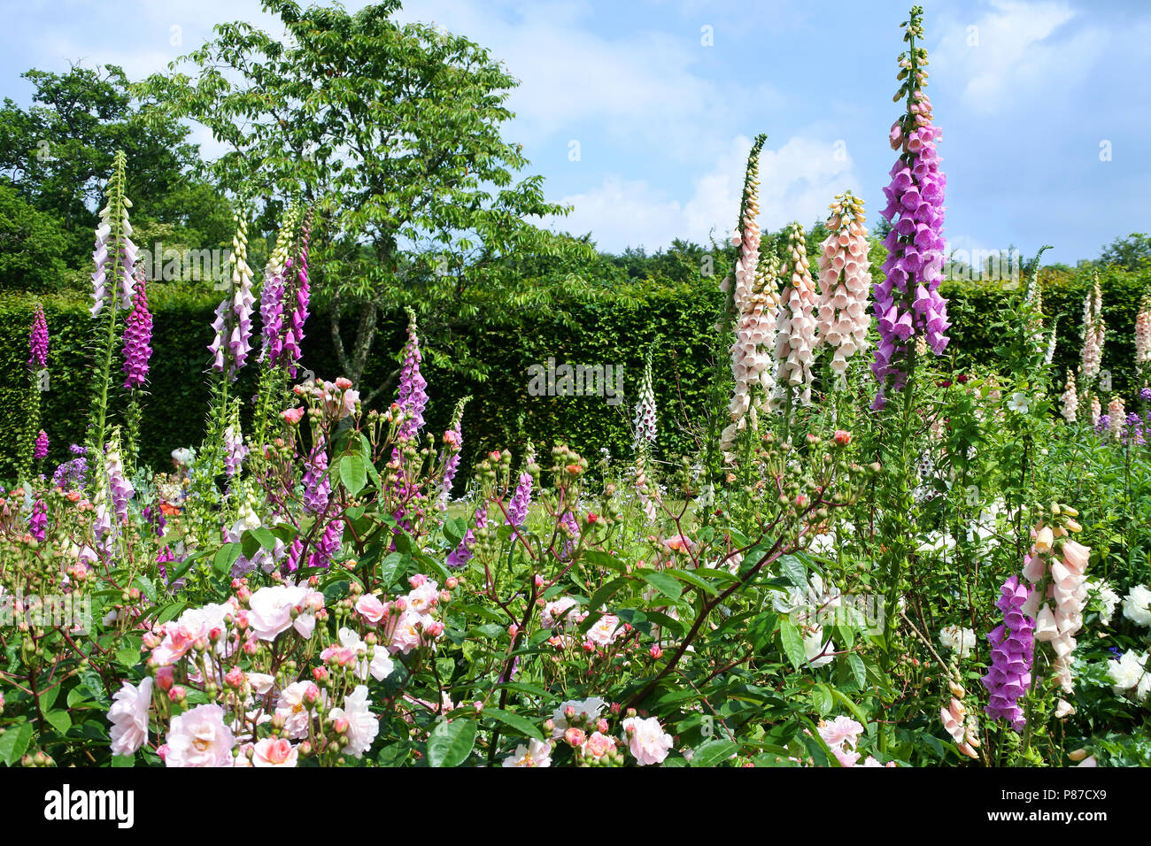 Foxglove gardens hi-res stock photography and images - Alamy