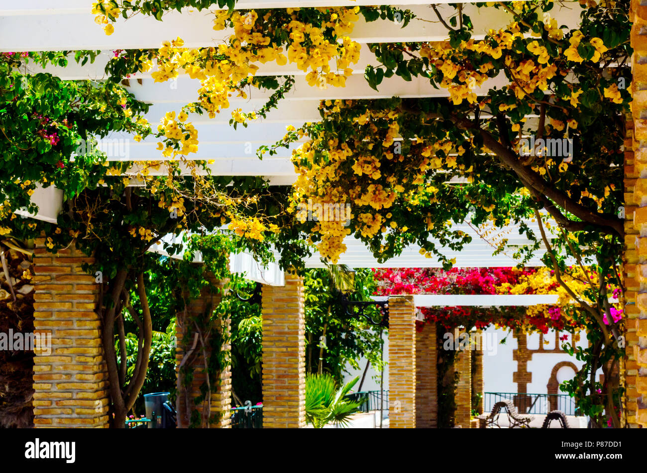 closeup on a beautiful arbor covered with climbing plants with colorful ...