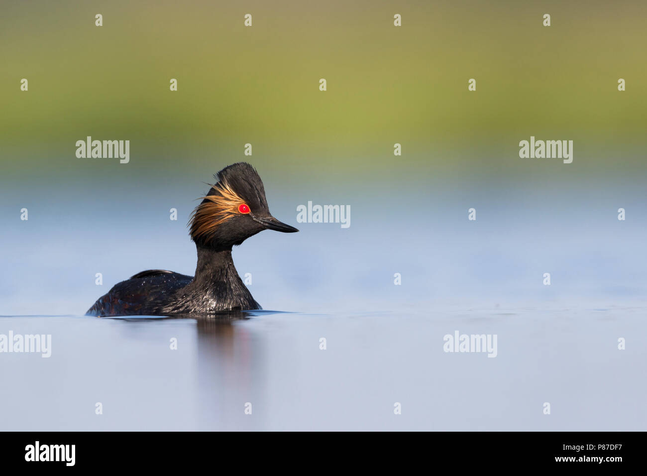 Black-necked Grebe - Schwarzhalstaucher - Podiceps nigricollis ssp ...