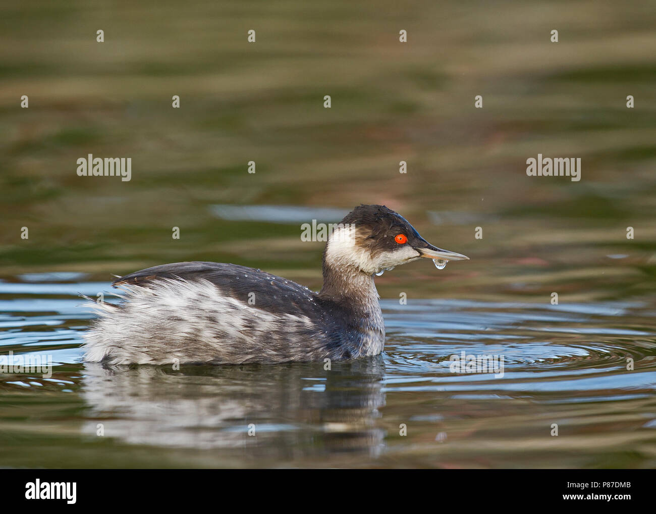 Black-necked Grebe winterplumage, Geoorde Fuut in winterkleed Stock ...
