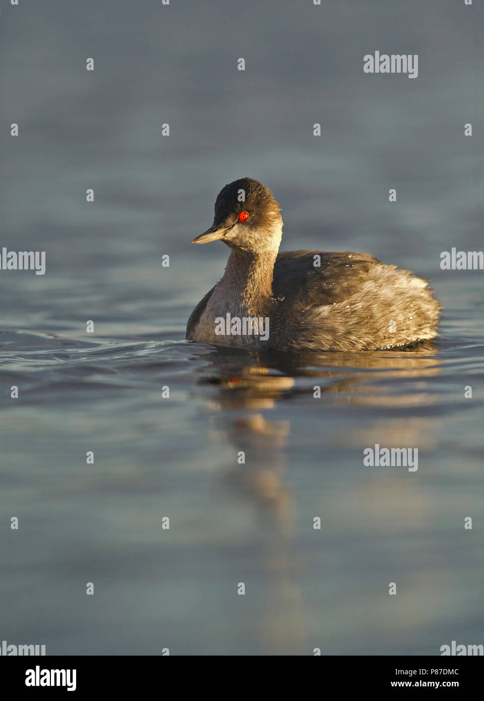 Black-necked Grebe winterplumage, Geoorde Fuut in winterkleed Stock ...