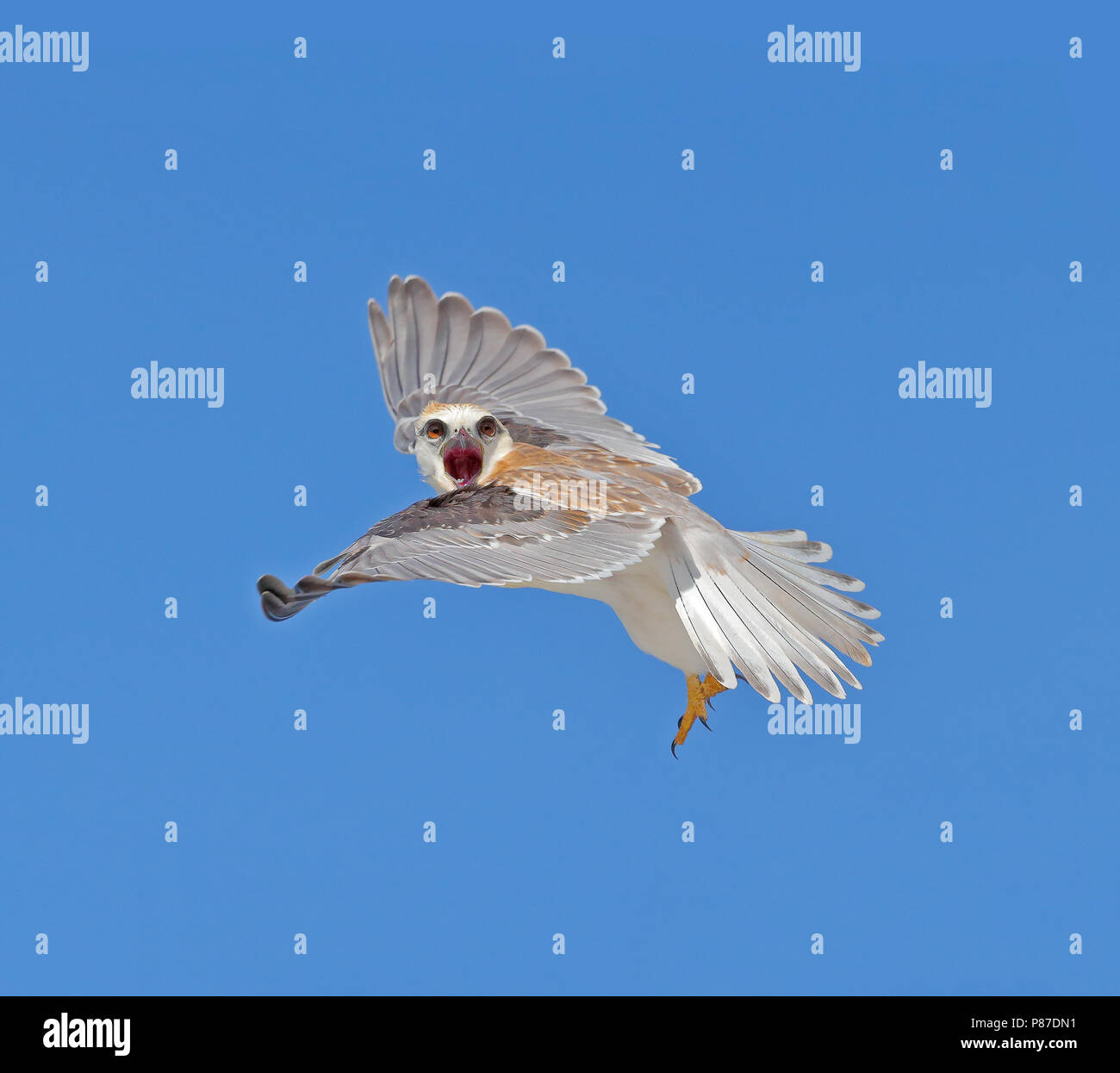 Immature Black-shouldered Kite (Elanus axillaris) calling in flight ...