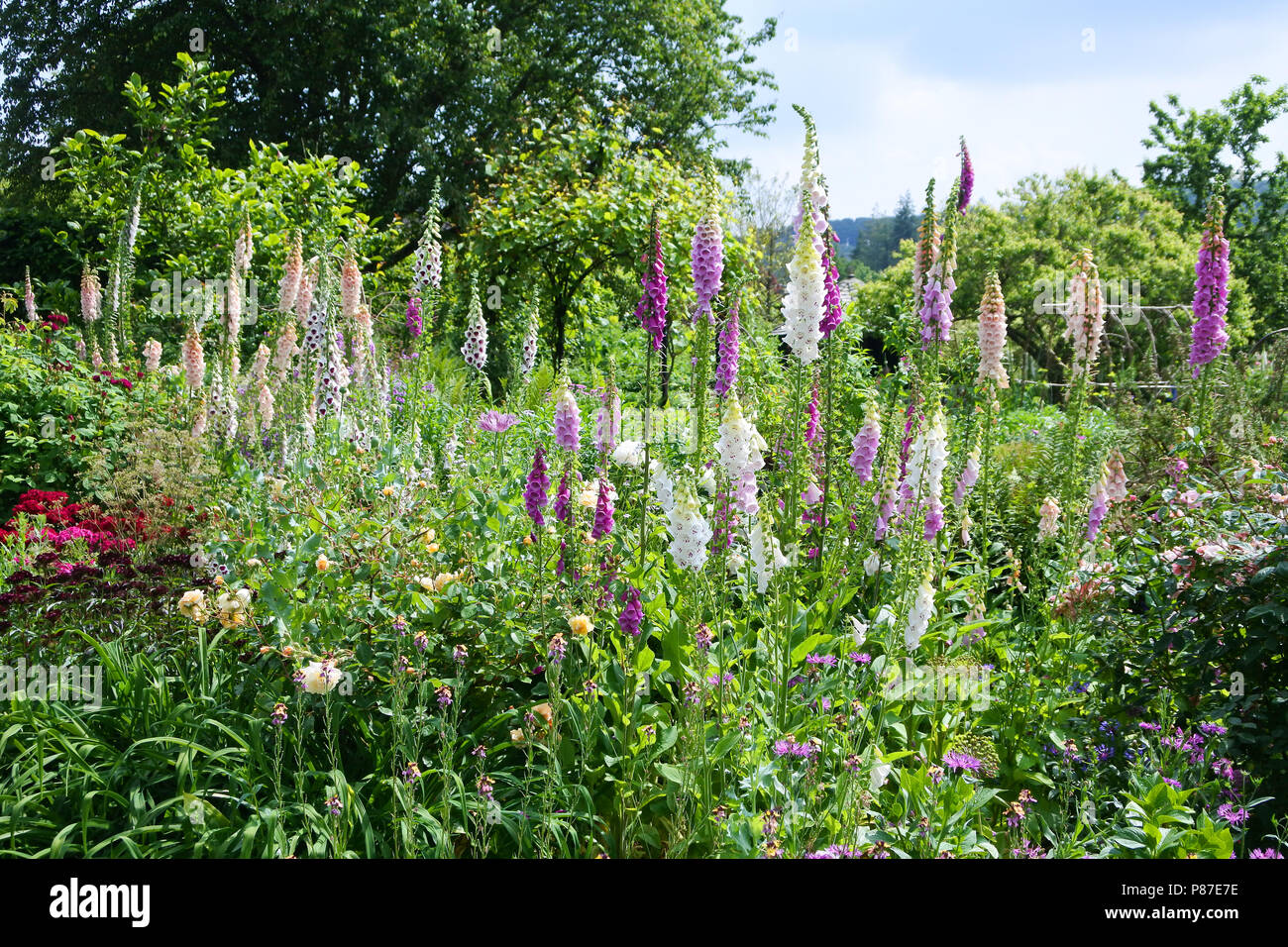 Foxglove Uk Garden Stock Photos & Foxglove Uk Garden Stock Images - Alamy