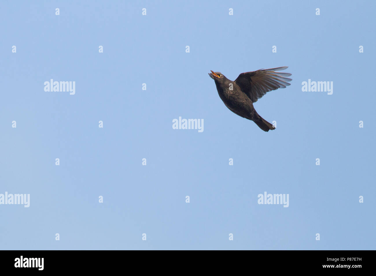 Blackbird migration hi-res stock photography and images - Alamy