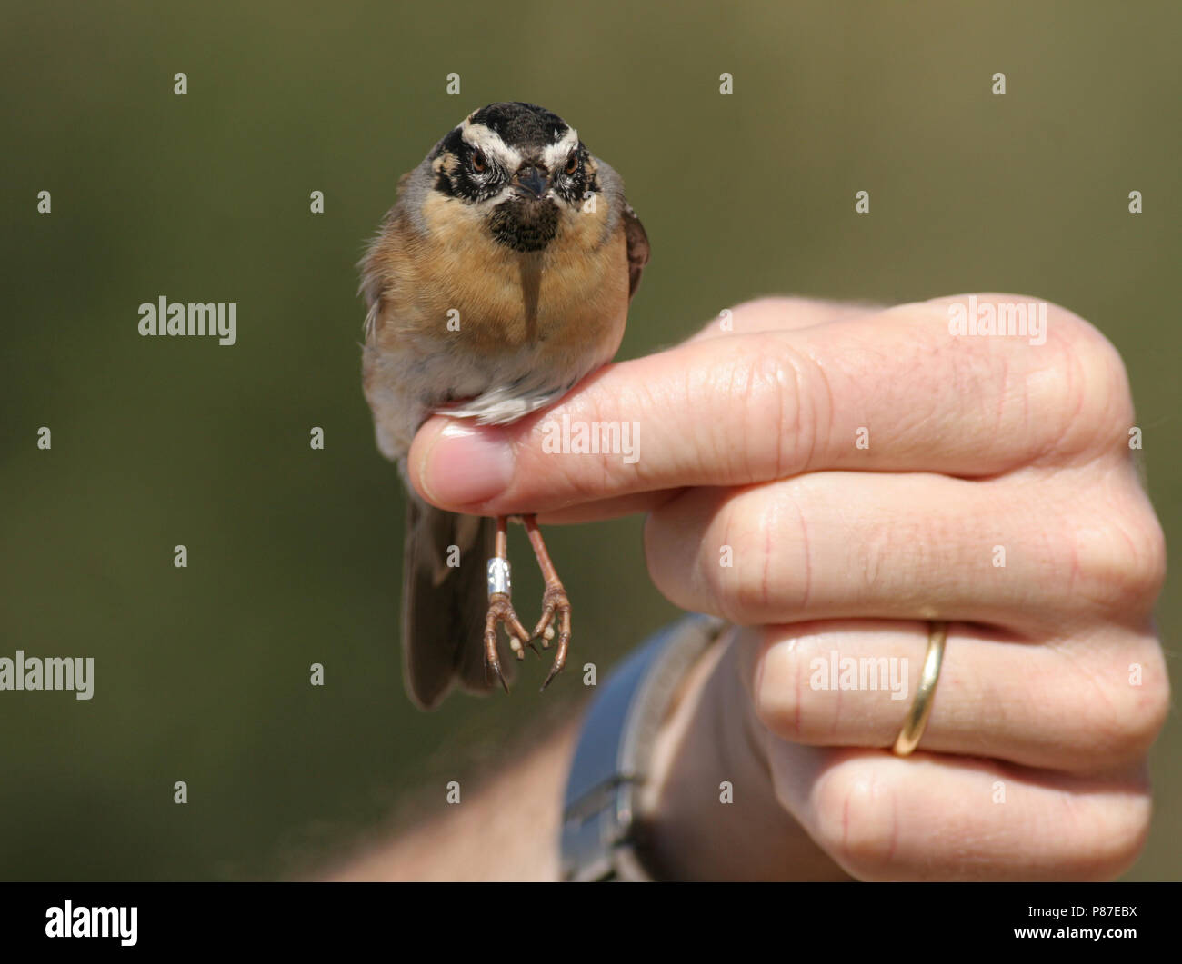 Zwartkeelheggenmus, Black-throated Accentor, Prunella atrogularis Stock ...