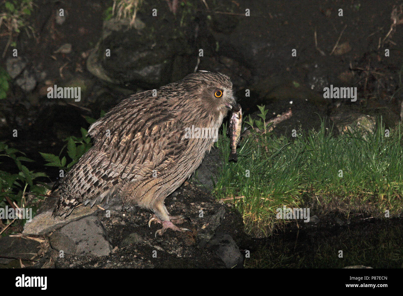 Blakistons fish owl hi-res stock photography and images - Alamy