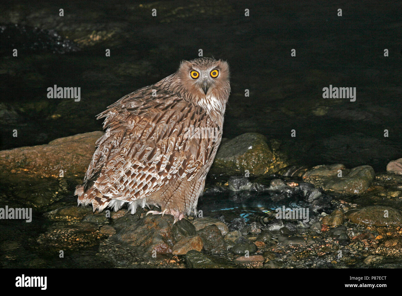 Blakistons fish owl hi-res stock photography and images - Alamy