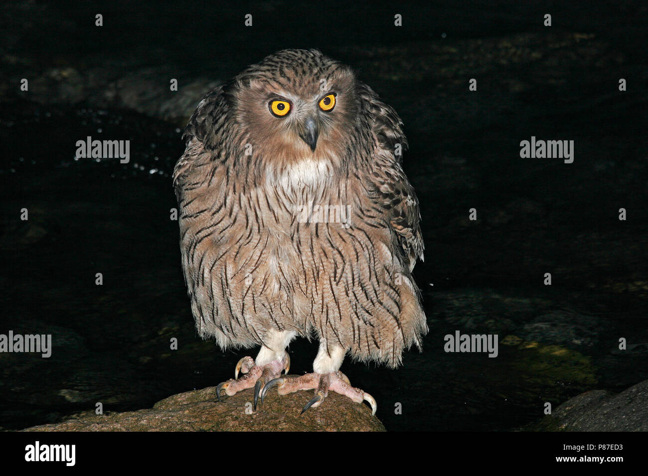 Blakistons fish owl hi-res stock photography and images - Alamy