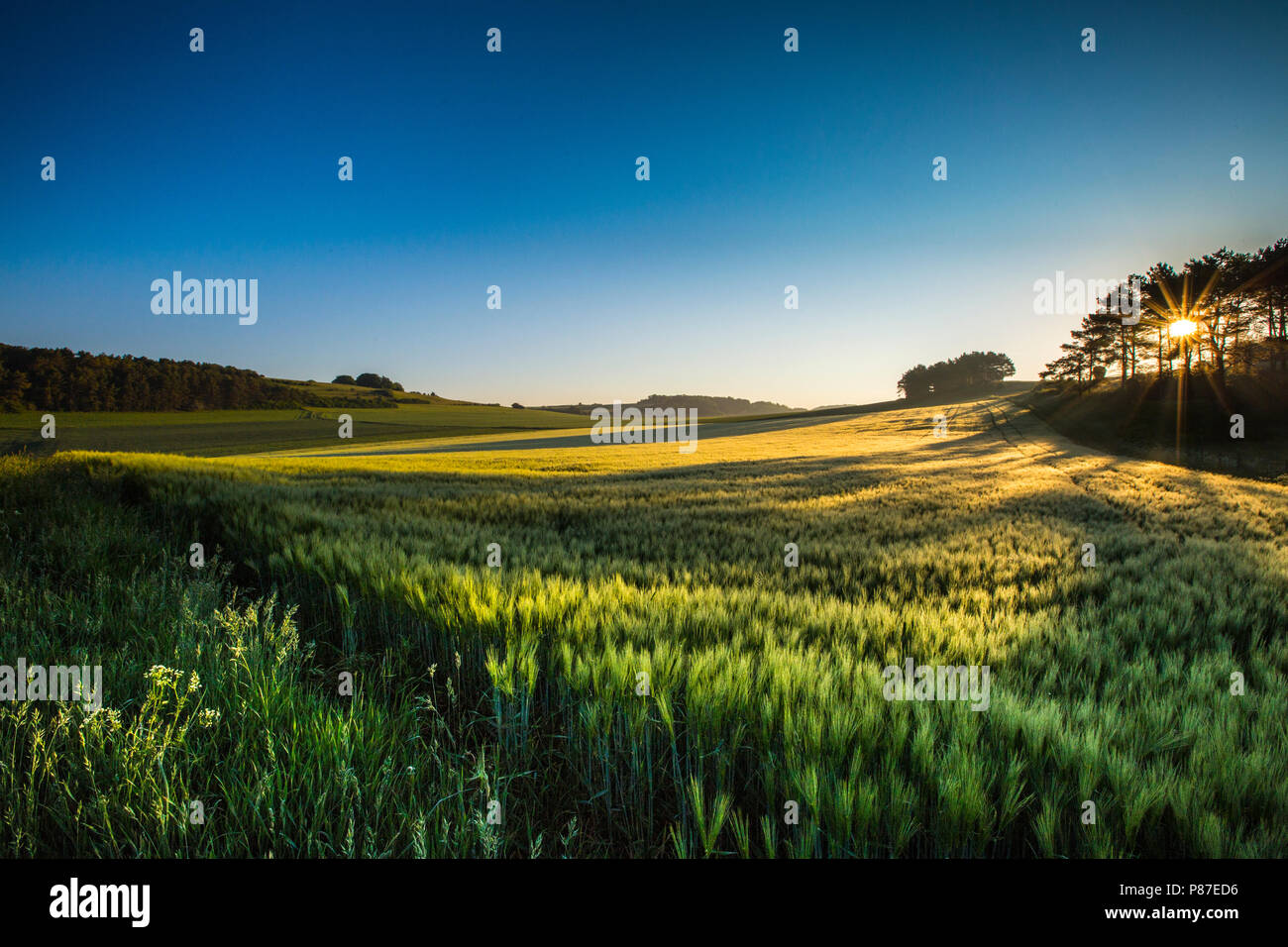 In the corn field hi-res stock photography and images - Alamy