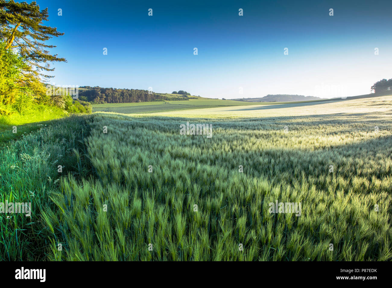 Graanakker in Duitsland, Corn field in Germany Stock Photo - Alamy