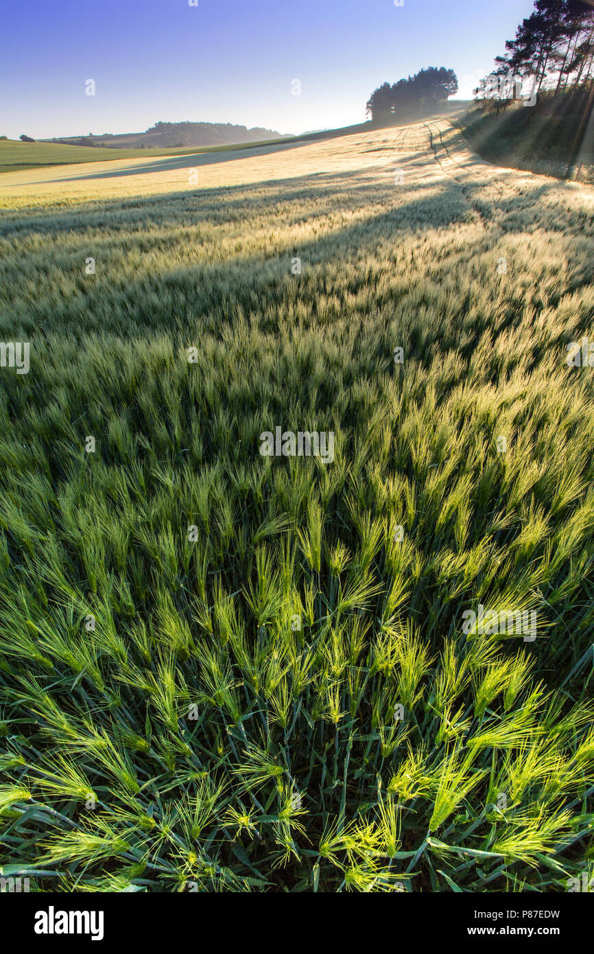 Graanakker in Duitsland, Corn field in Germany Stock Photo - Alamy