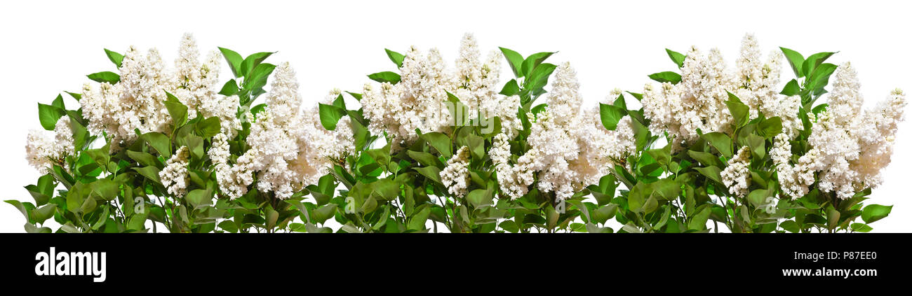 Row of bouquets of white lilacs on a white background Stock Photo - Alamy
