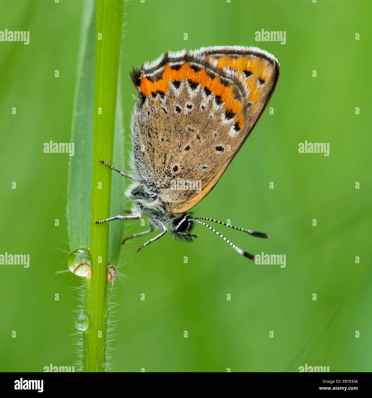 Violet copper butterfly hi-res stock photography and images - Alamy