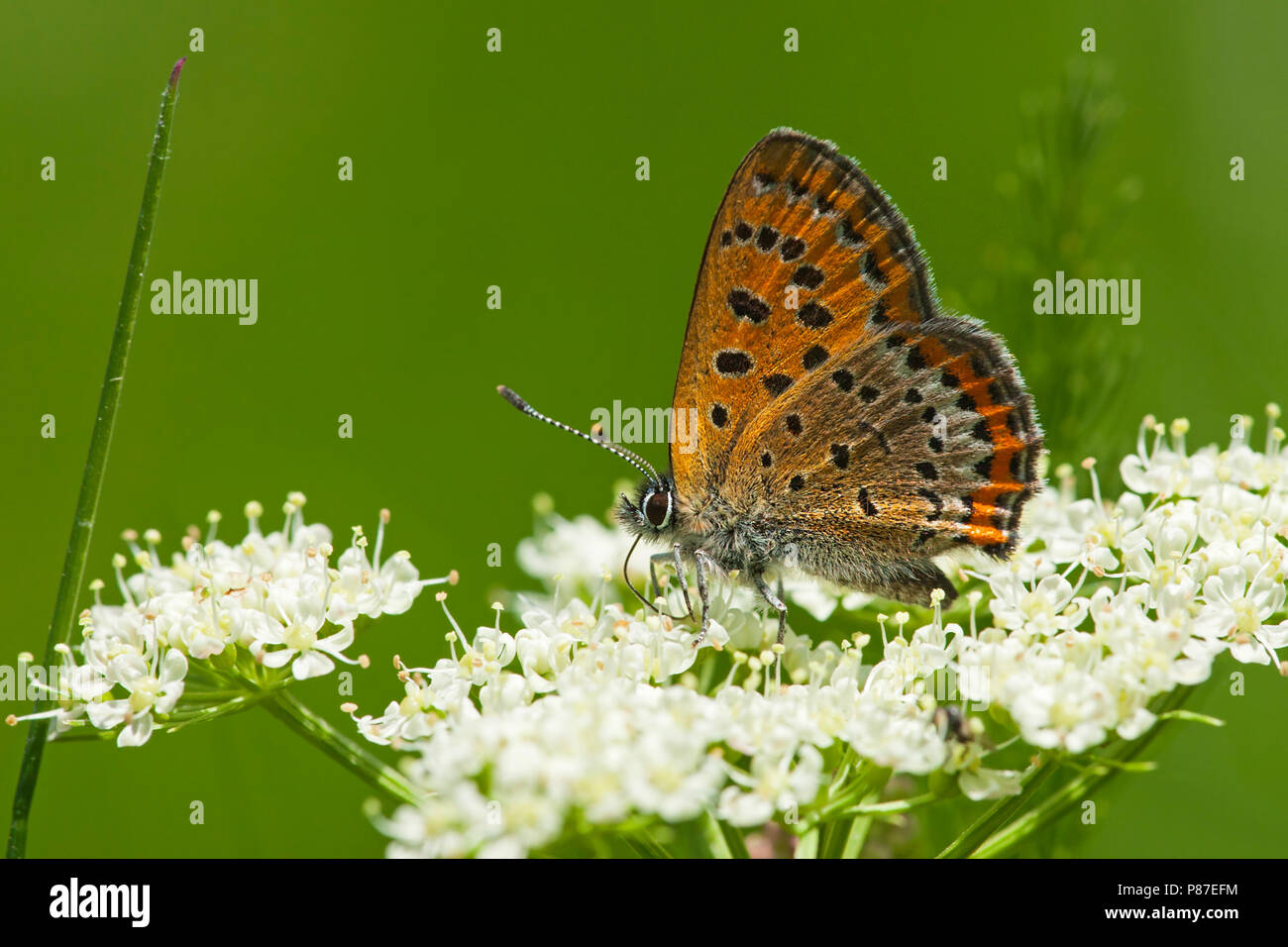Blauwe vuurvlinder / Violet Copper (Lycaena helle Stock Photo - Alamy