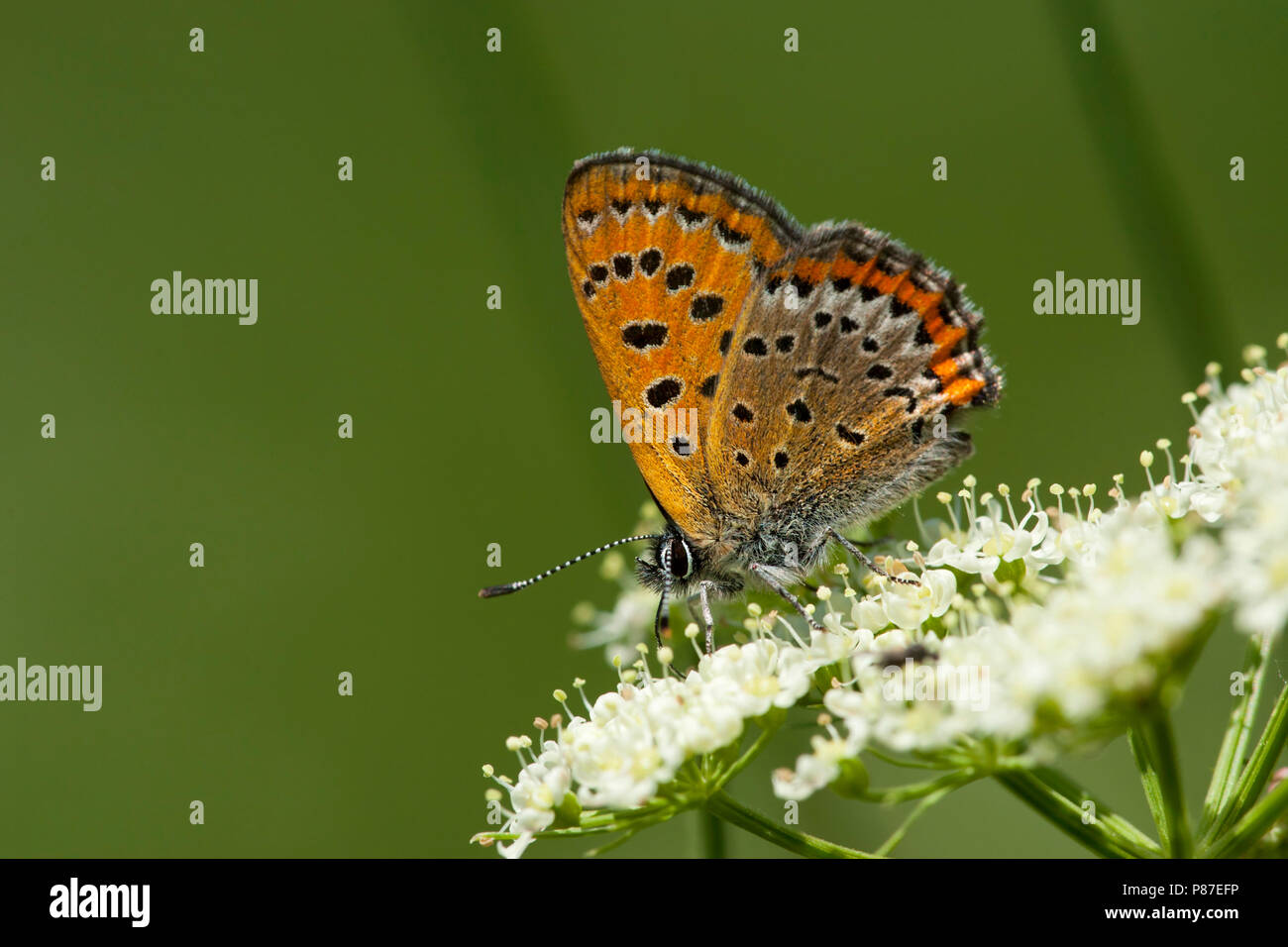Lycaena helle lycaena helle hi-res stock photography and images - Alamy