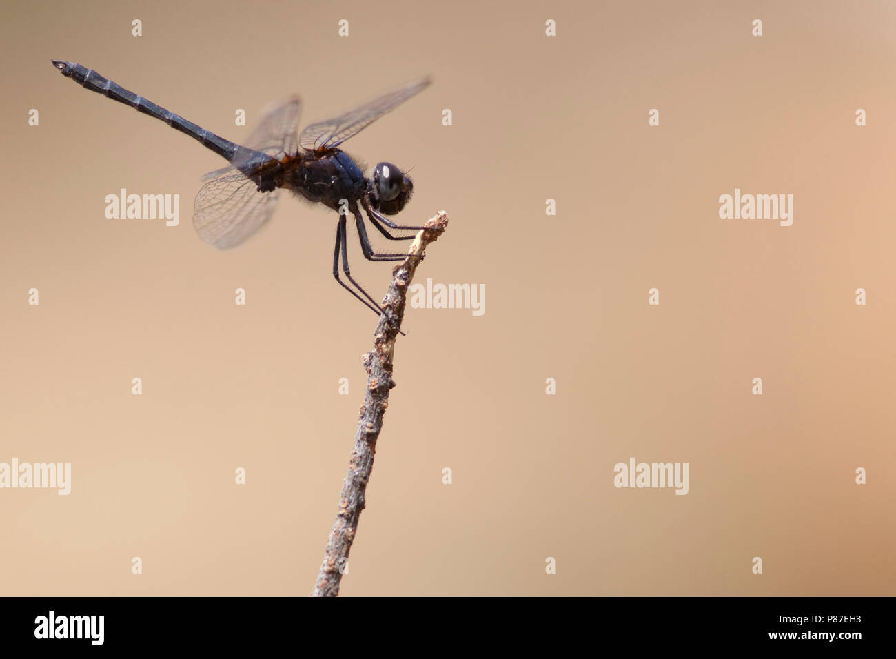 Man Blauwe zonnewijzer, Male Indigo Dropwing Stock Photo - Alamy