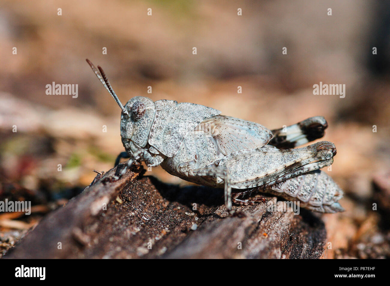 Blauwvleugelsprinkhaan, Blue Winged Grasshopper Stock Photo - Alamy