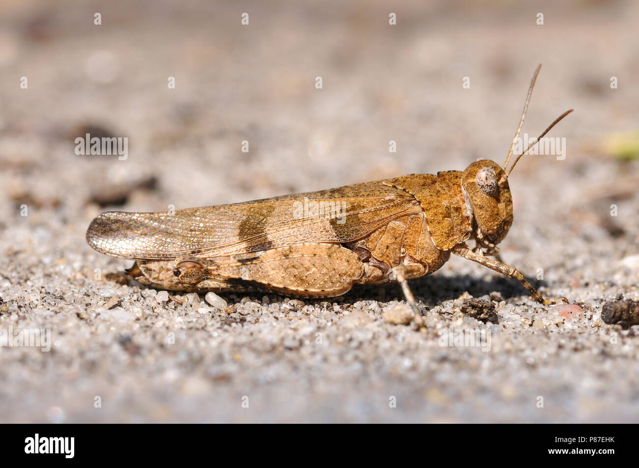 Blauwvleugelsprinkhaan, Blue Winged Grasshopper Stock Photo - Alamy