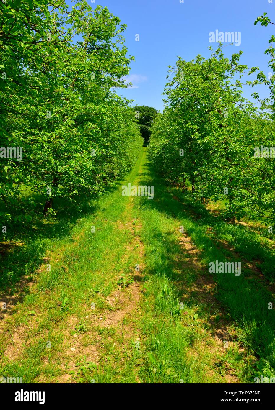 Apple orchard cornwall hi-res stock photography and images - Alamy