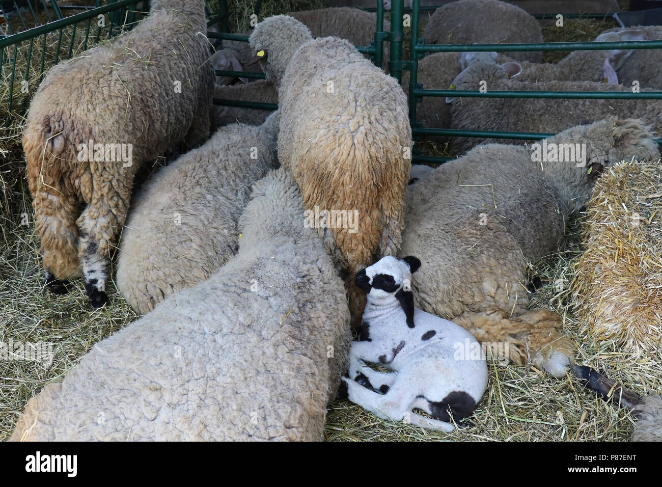 Sheep inside hi-res stock photography and images - Alamy
