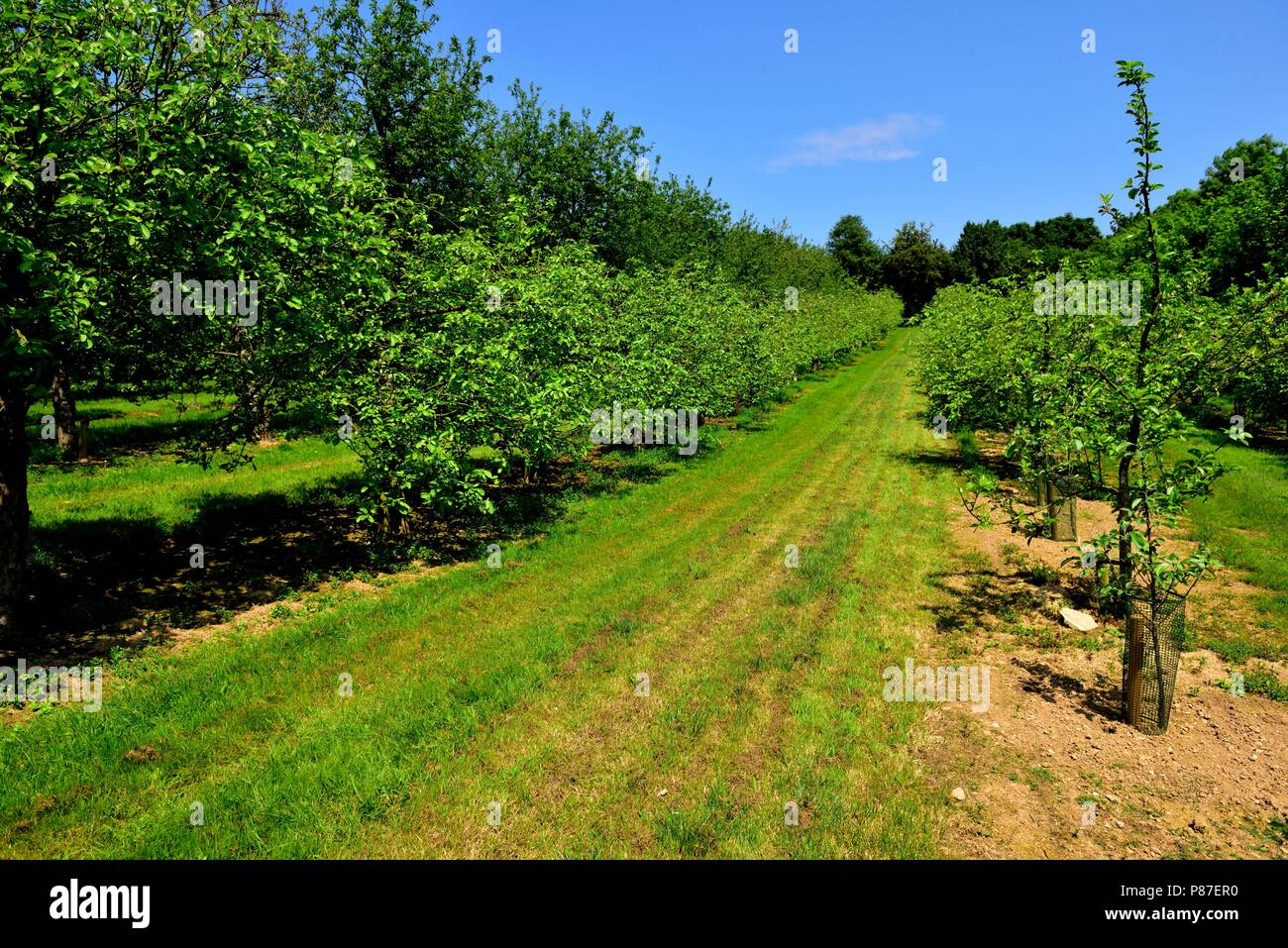 Farm and apple orchards hi-res stock photography and images - Alamy