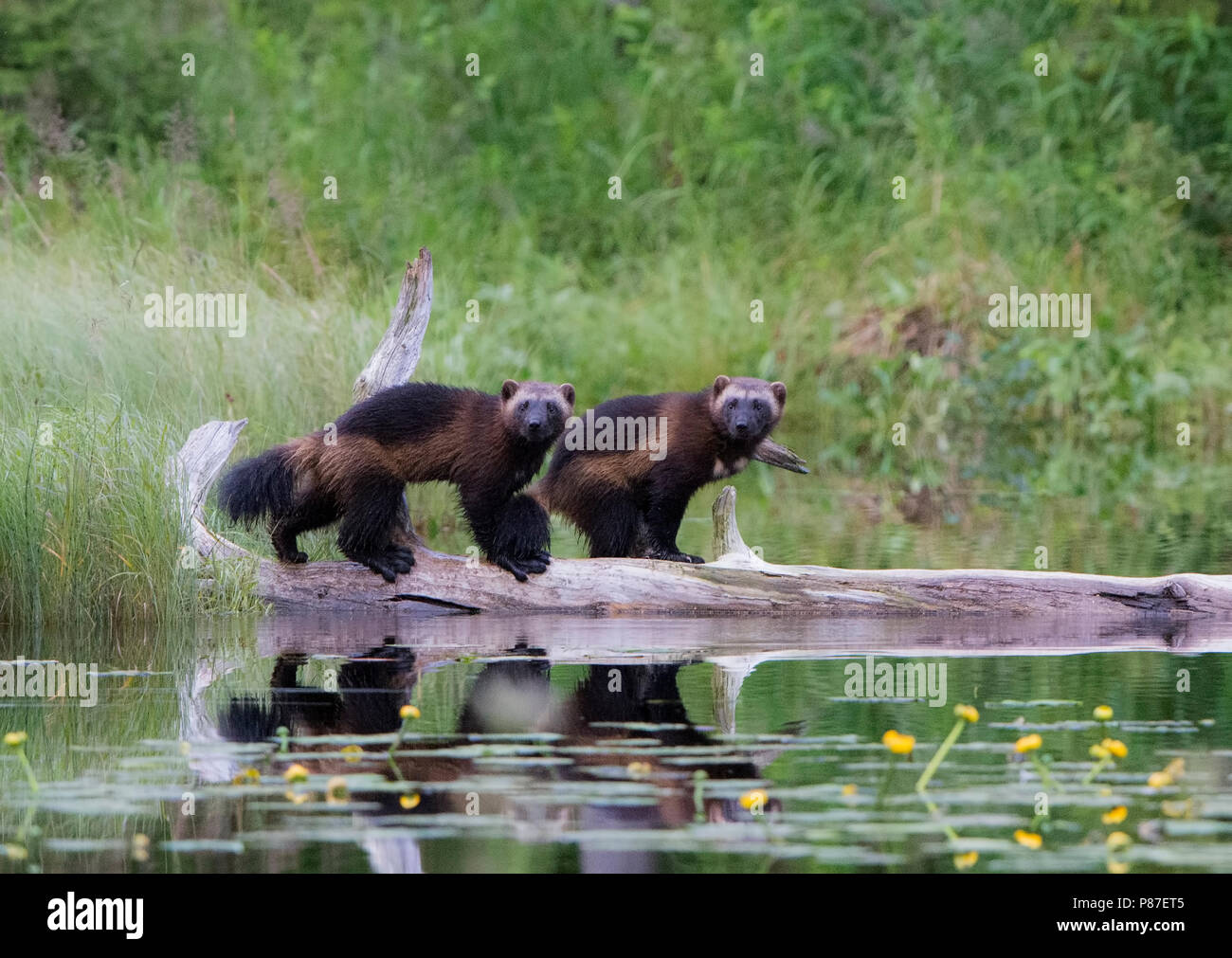 Veelvraat, Wolverine, Gulo gulo Stock Photo - Alamy