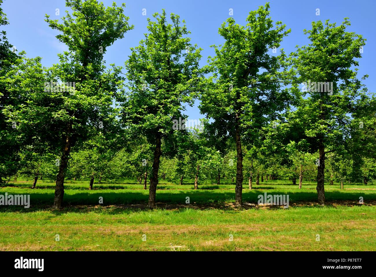 Farm and apple orchards hi-res stock photography and images - Alamy