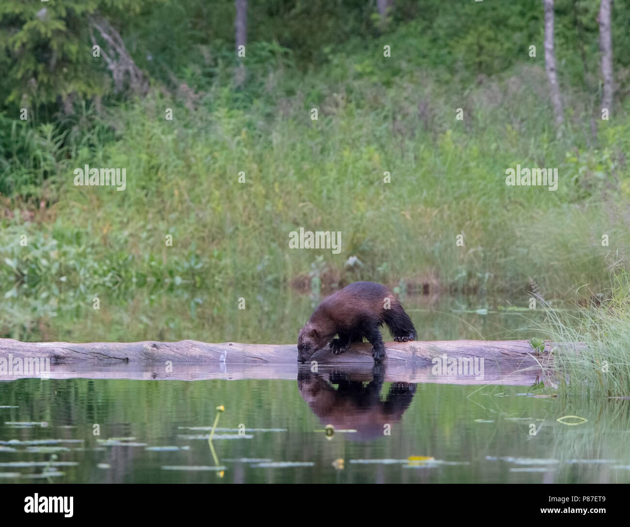 Gulo gulo hi-res stock photography and images - Alamy