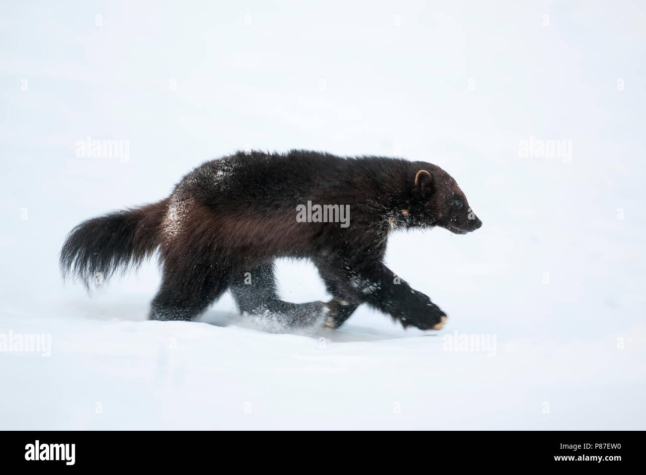 Wolverine snow hi-res stock photography and images - Alamy